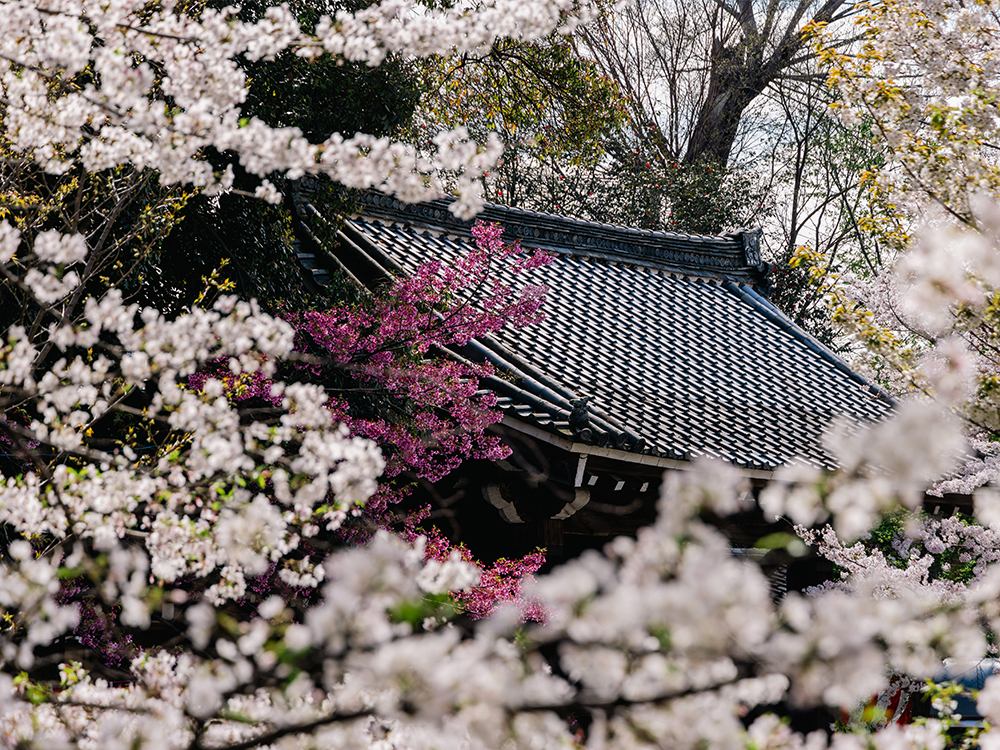 Kyotango - Kyoto gourmet and Kyoto sightseeing GO KYOTO