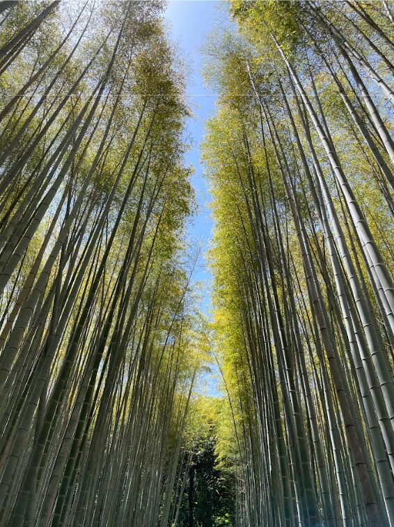 Kyoto Saga Arashiyama Sightseeing Course (Tenryuji Temple, Bamboo ...