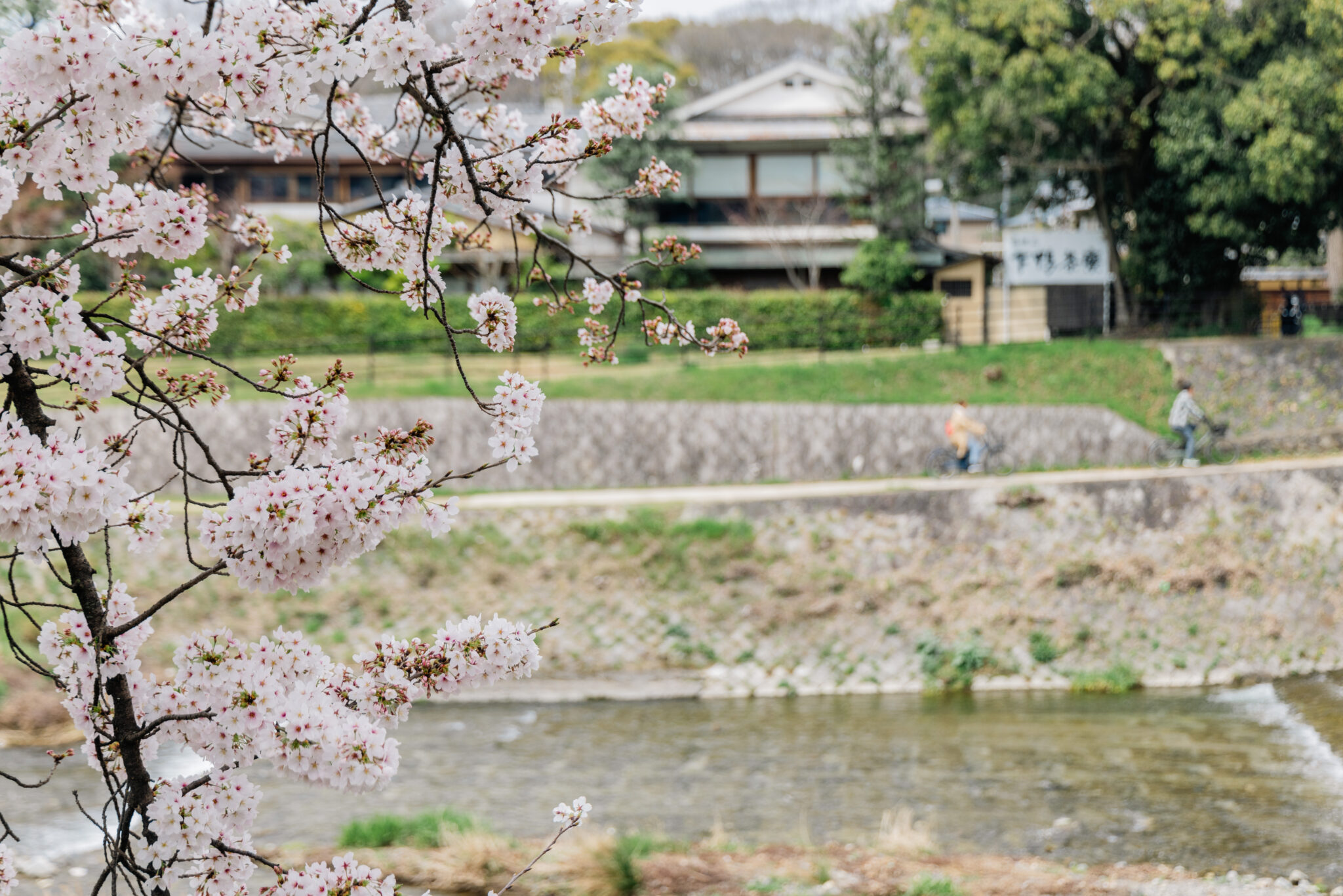 Kamo River: A stroll through Kyoto's scenic beauty as the spring breeze ...