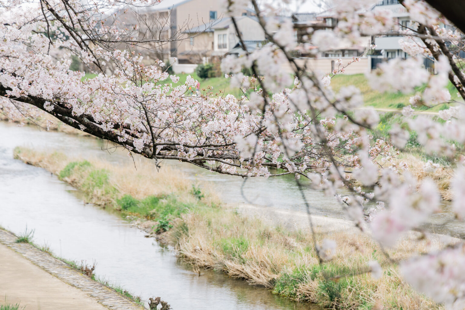 Kamo River: A stroll through Kyoto's scenic beauty as the spring breeze ...