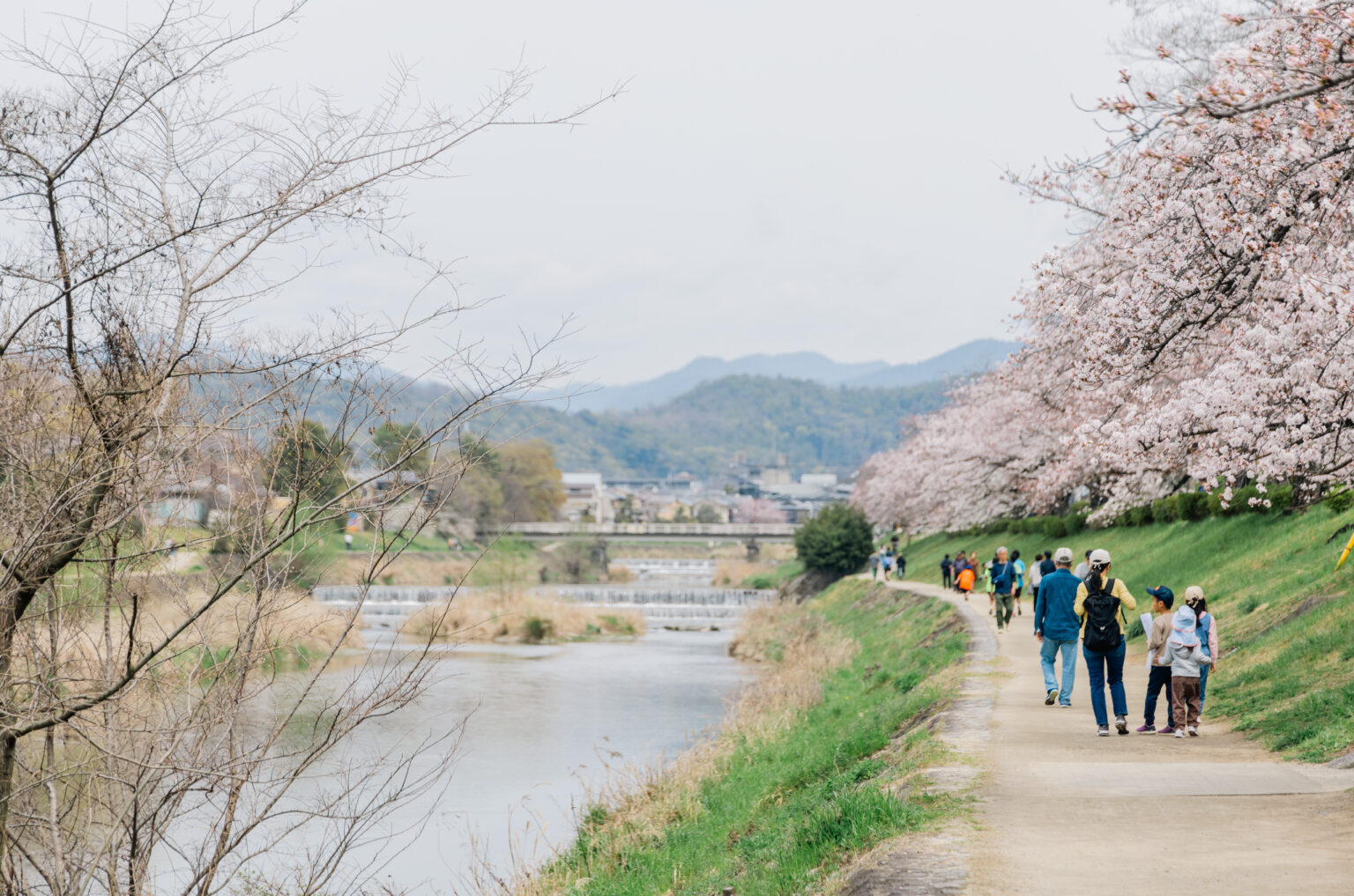 Kamo River: A stroll through Kyoto's scenic beauty as the spring breeze ...