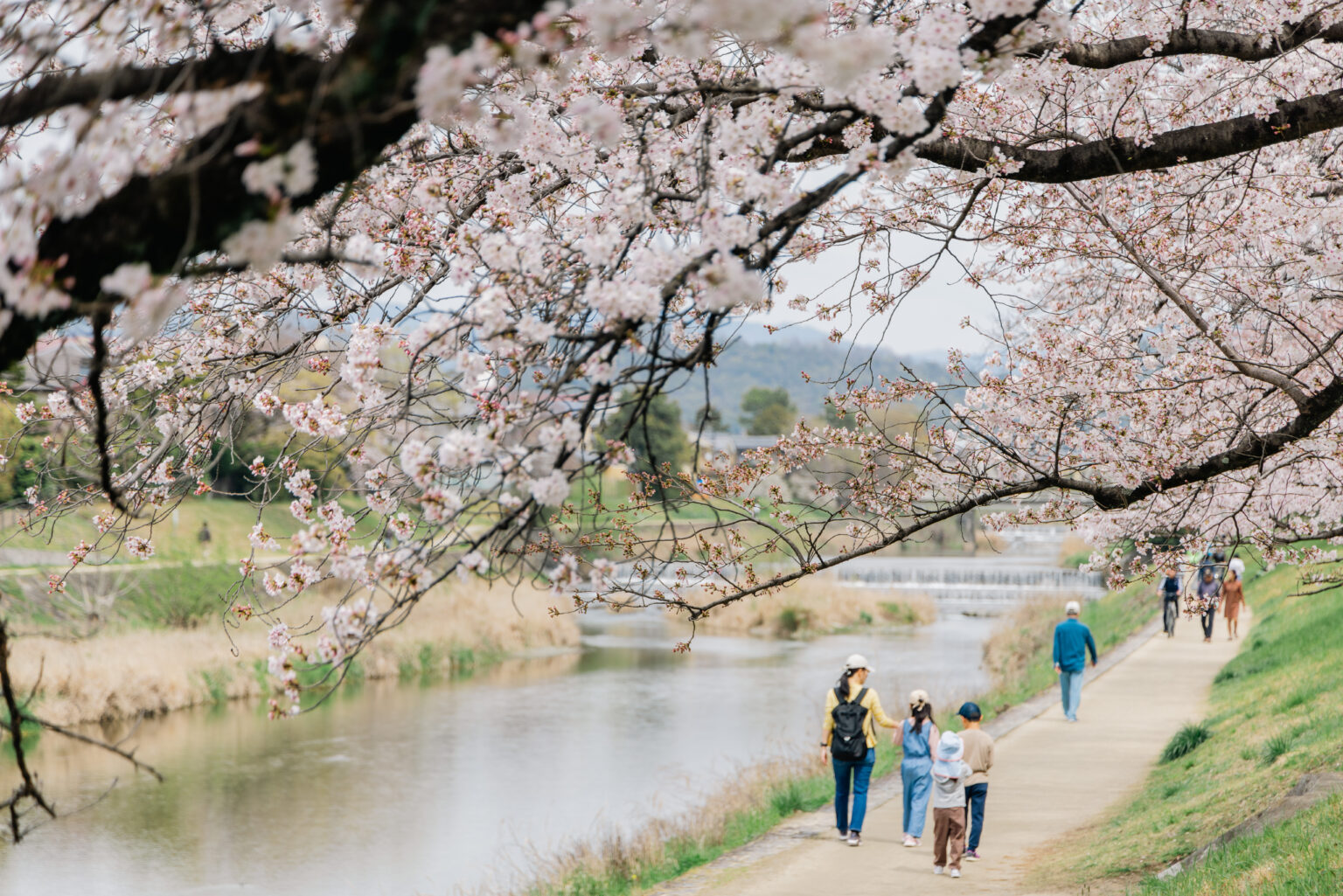 Kamo River: A stroll through Kyoto's scenic beauty as the spring breeze ...