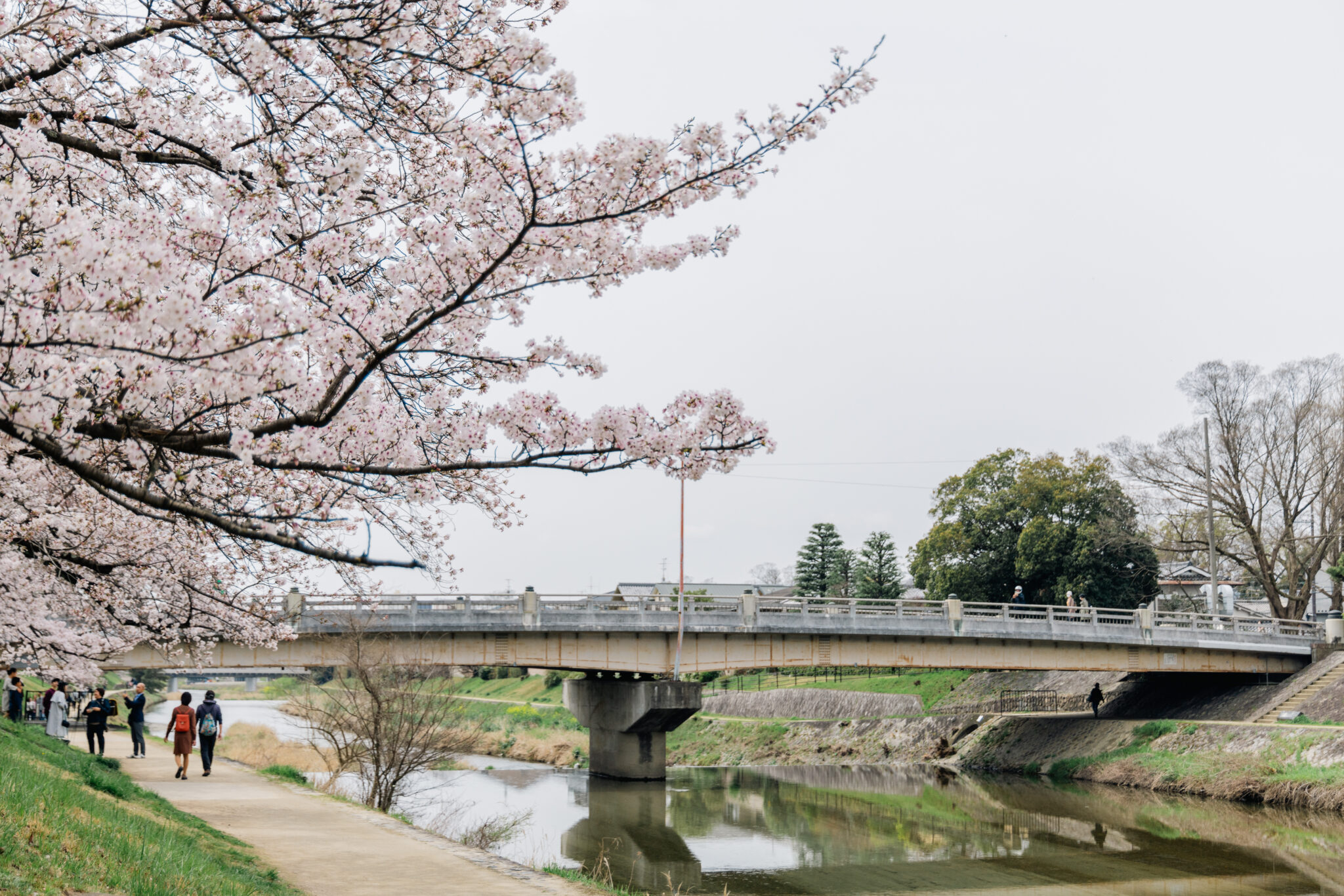 Kamo River: A stroll through Kyoto's scenic beauty as the spring breeze ...