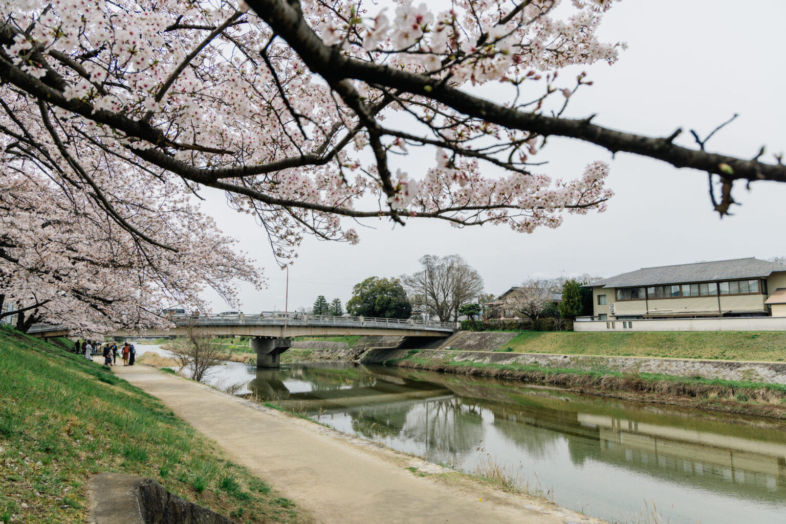 Kamo River: A stroll through Kyoto's scenic beauty as the spring breeze ...