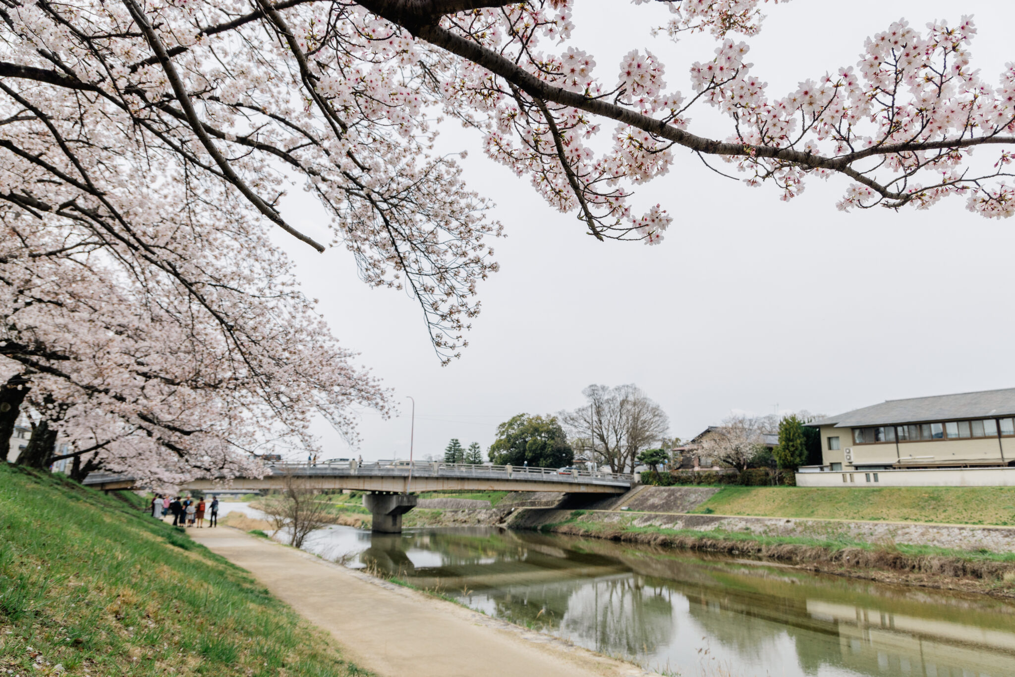 Kamo River: A stroll through Kyoto's scenic beauty as the spring breeze ...