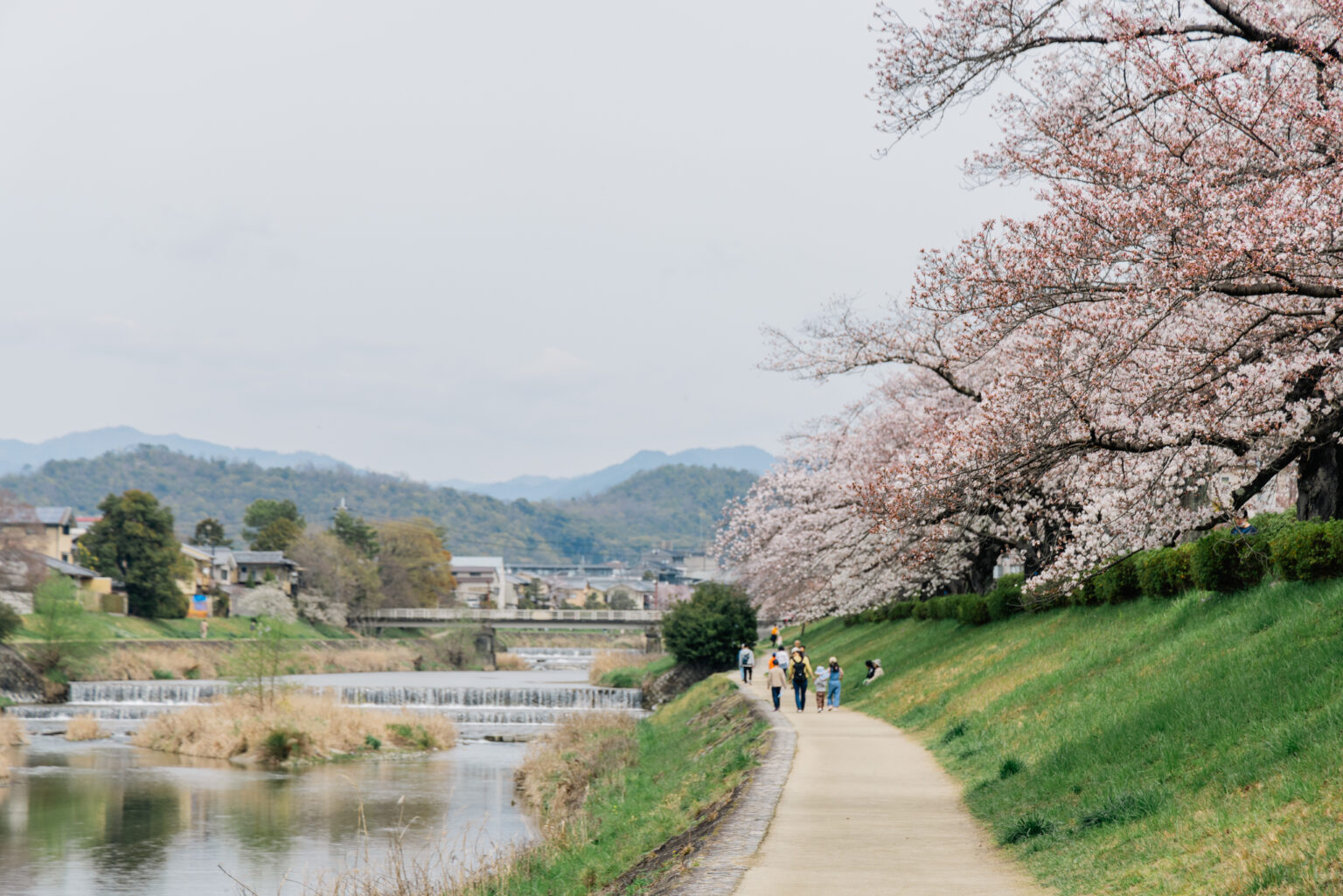 Kamo River: A stroll through Kyoto's scenic beauty as the spring breeze ...