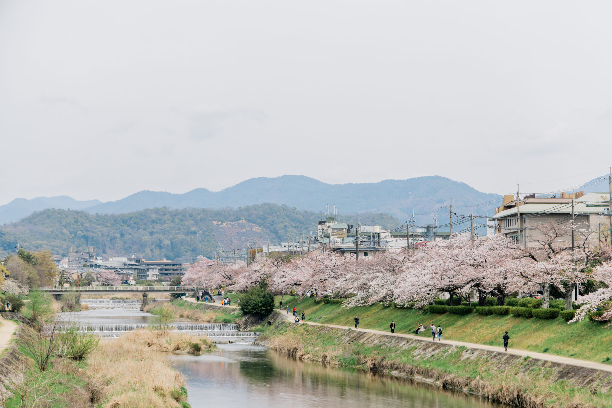 Kamo River: A stroll through Kyoto's scenic beauty as the spring breeze ...