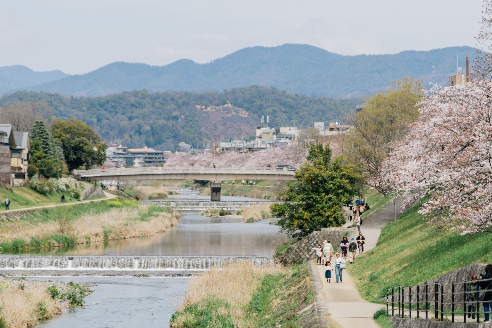 Kamo River: A stroll through Kyoto's scenic beauty as the spring breeze ...