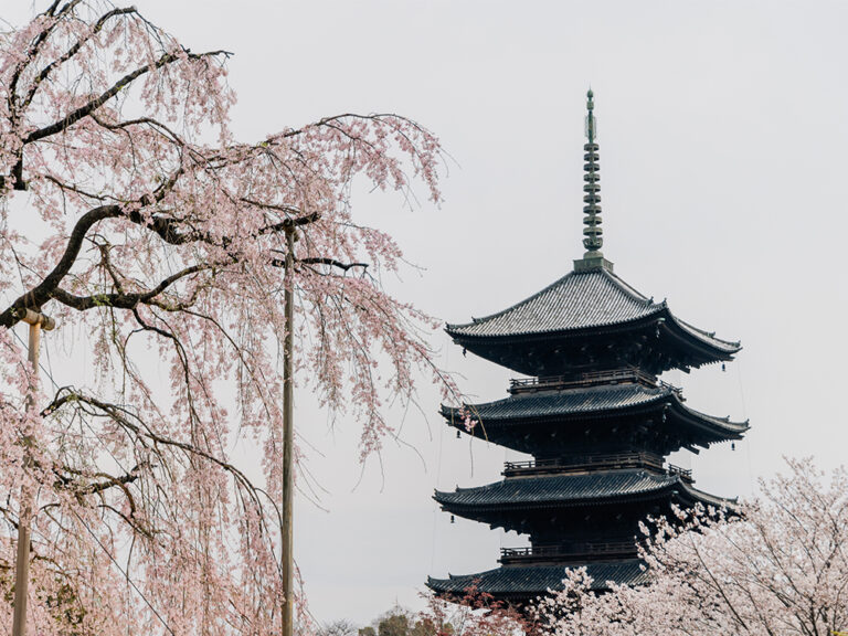 Kyoto's best cherry blossom spots and flowering forecasts! A complete ...