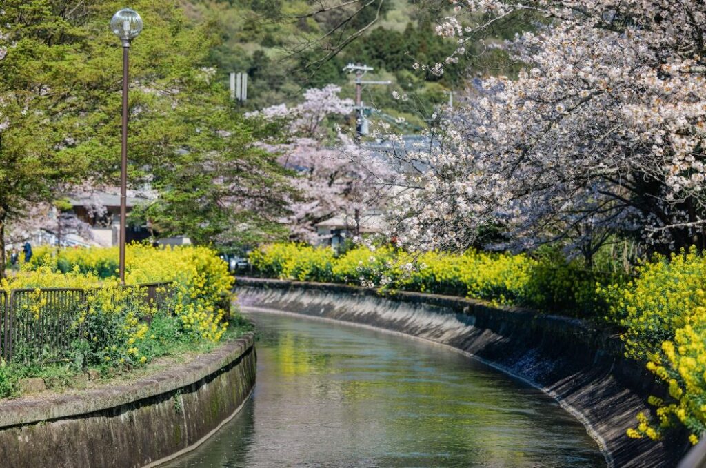 山科疏水と桜 桜と琵琶湖疏水の魅力 - 京都グルメ・京都観光 GO KYOTO京都グルメ・京都観光 GO KYOTO